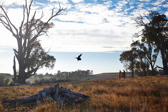 Healing gets poster, teaser trailer & new website | Cinema Australia