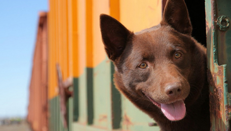 Red Dog Q&A with producer Nelson Woss to benefit Shenton Park Dog ...