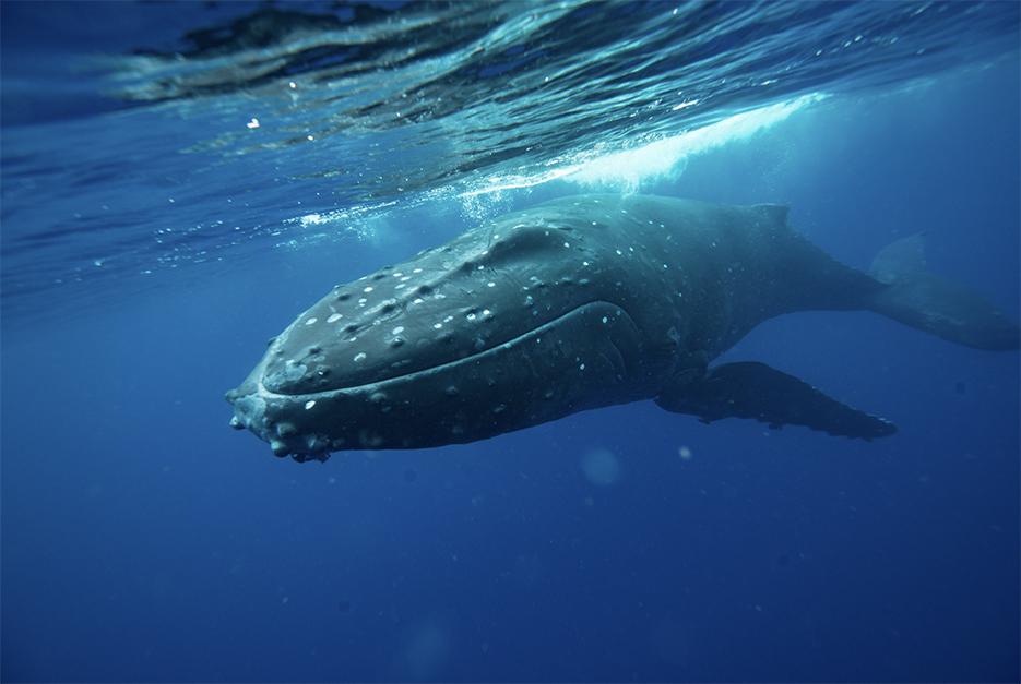 Immersive world premiere announced for Whale Super Highway at ...