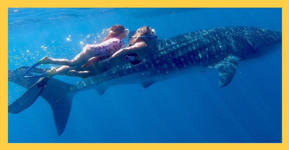 Regional WA to shine in upcoming feature films Whale Shark Jack and Drone Racers | Cinema Australia