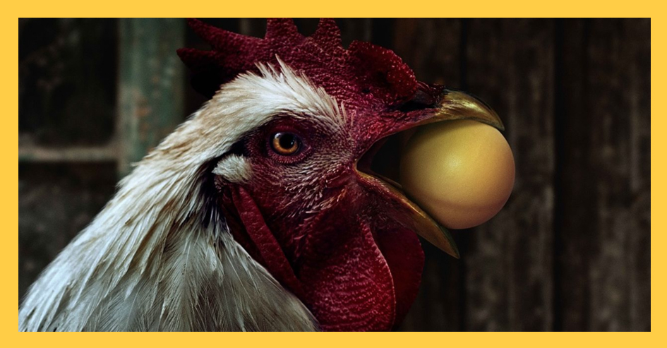 What’s On: The Rooster Q&A screenings with Mark Leonard Winter ...